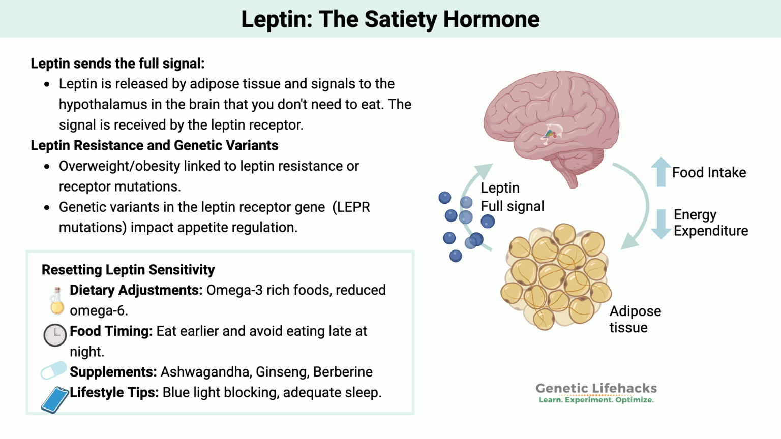 Leptin Receptors: Genetics and Hunger