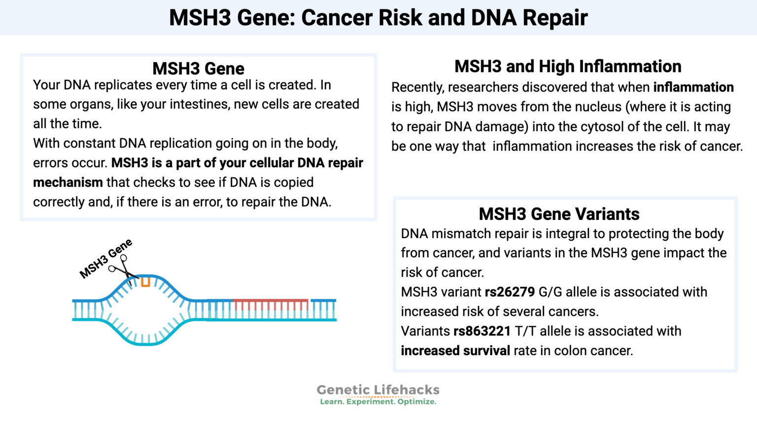 MSH3 gene: Cancer Risk and DNA Repair