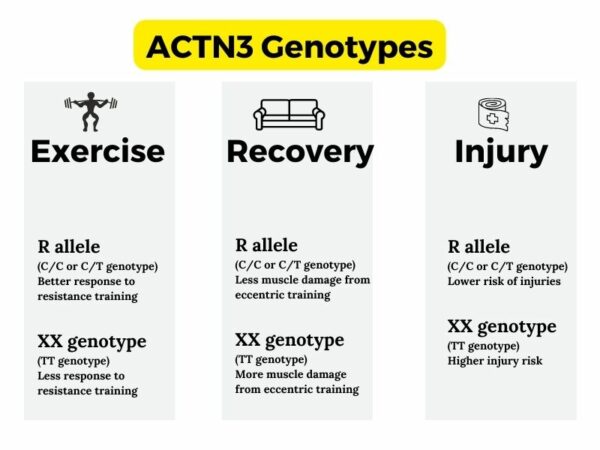 ACTN3 Gene: Deficiency and Muscle Type