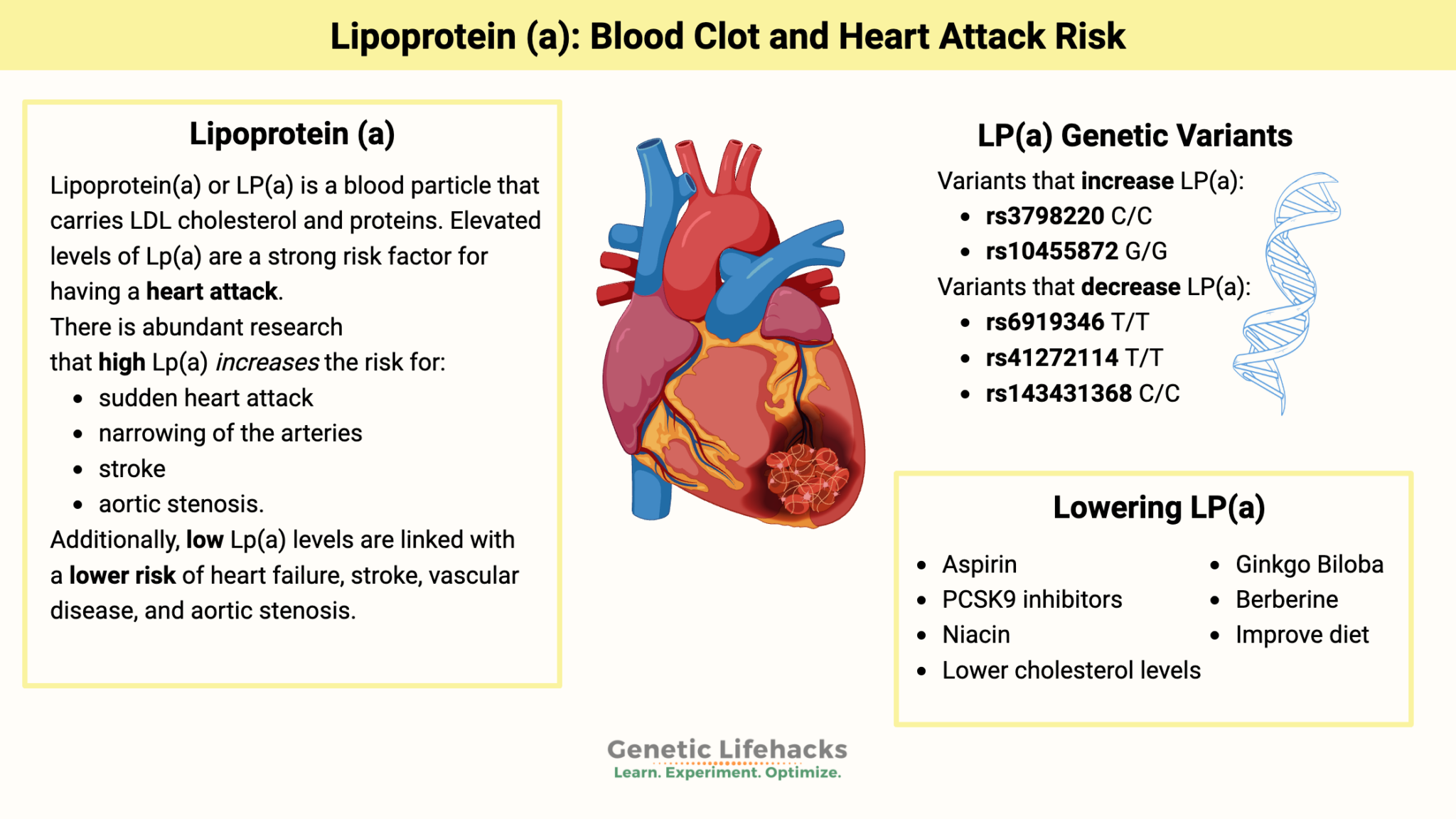 Lipoprotein(a): Genetics and Lp(a) Levels