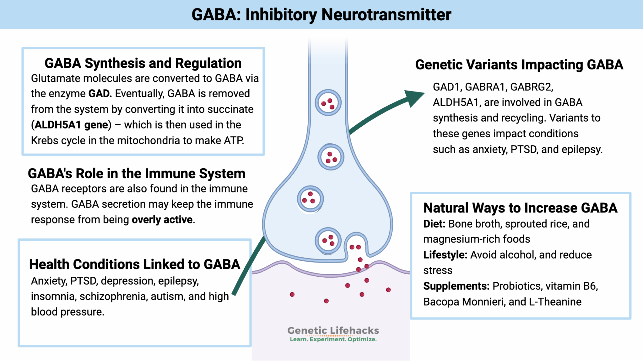 GABA: Genetics, Anxiety, and Immune Response