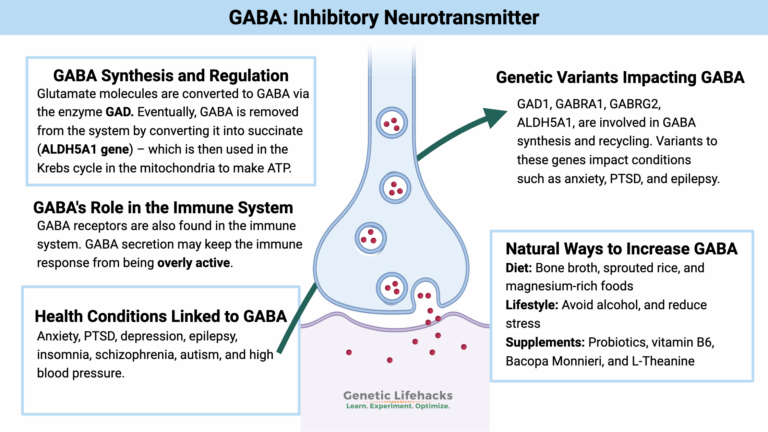 GABA: Genetics, Anxiety, and Immune Response