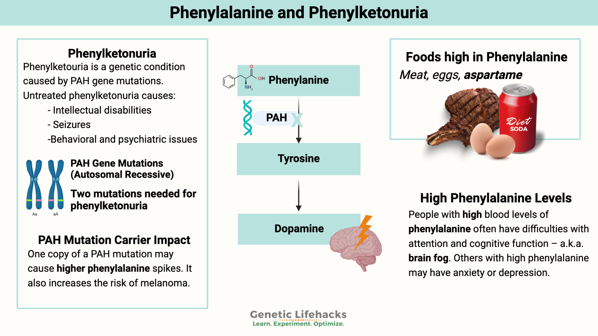 Phenylalanine and Phenylketonuria: Mutations, Carrier Impact