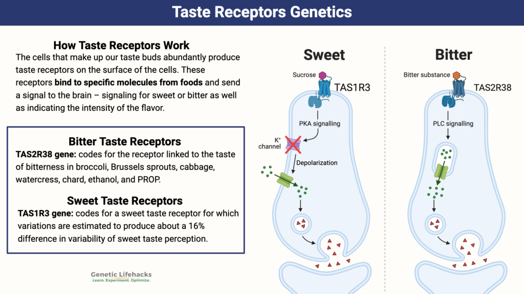 Taste Receptors: Bitter, Sweet, and Much More