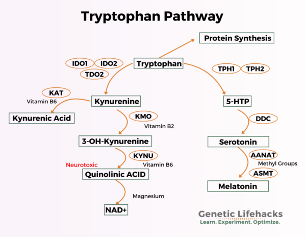 Tryptophan, Serotonin, Melatonin, and Kynurenine: Genetic Pathway