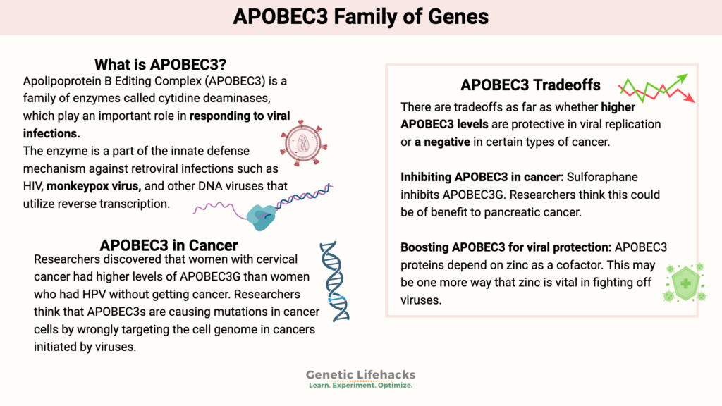 APOBEC3 Family of Genes