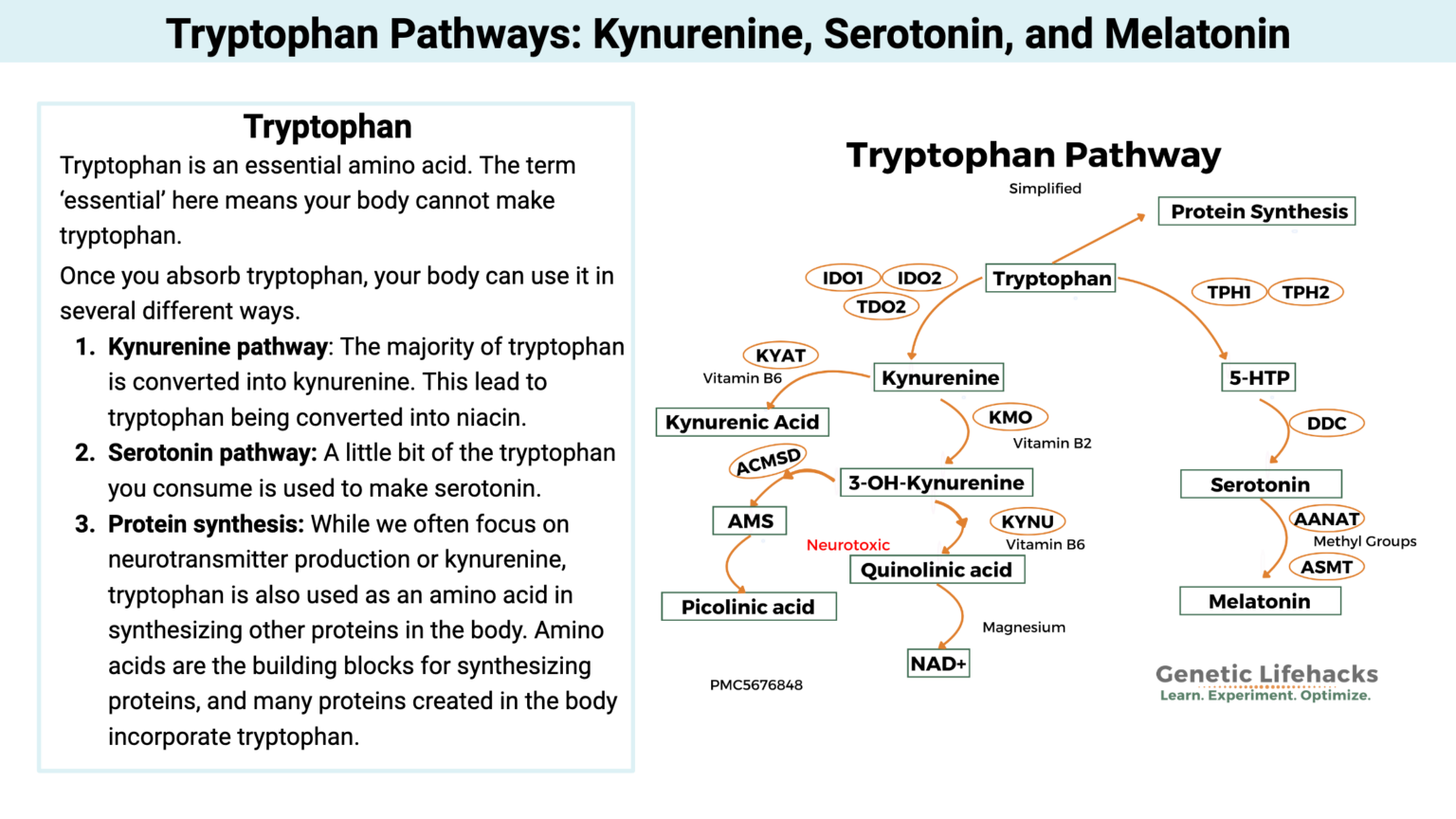 Tryptophan, Serotonin, Melatonin, and Kynurenine: Genetic Pathway