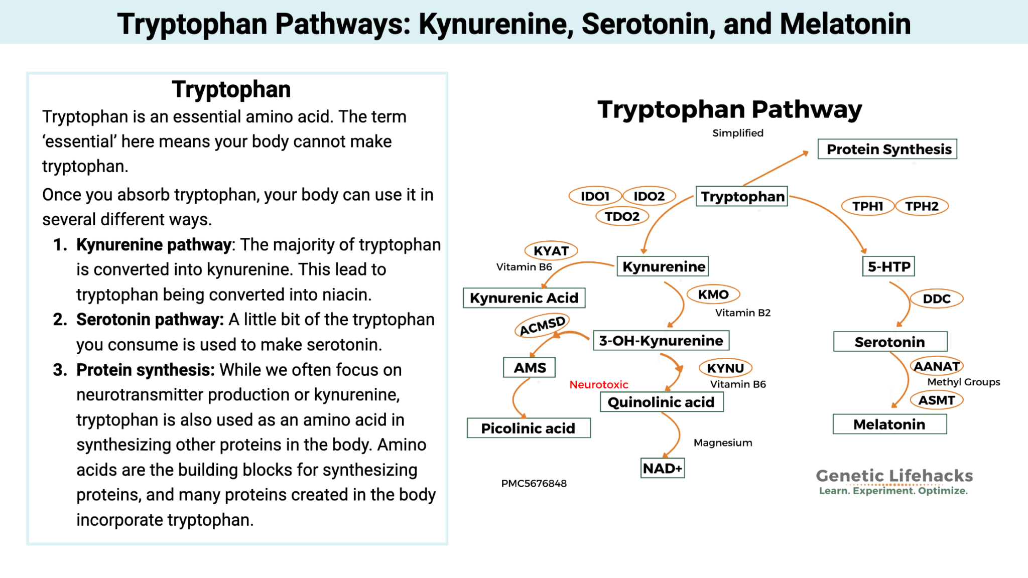 Tryptophan, Serotonin, Melatonin, and Kynurenine: Genetic Pathway
