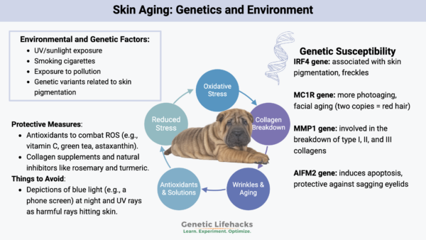 Longevity & Healthspan articles - Genetic Lifehacks