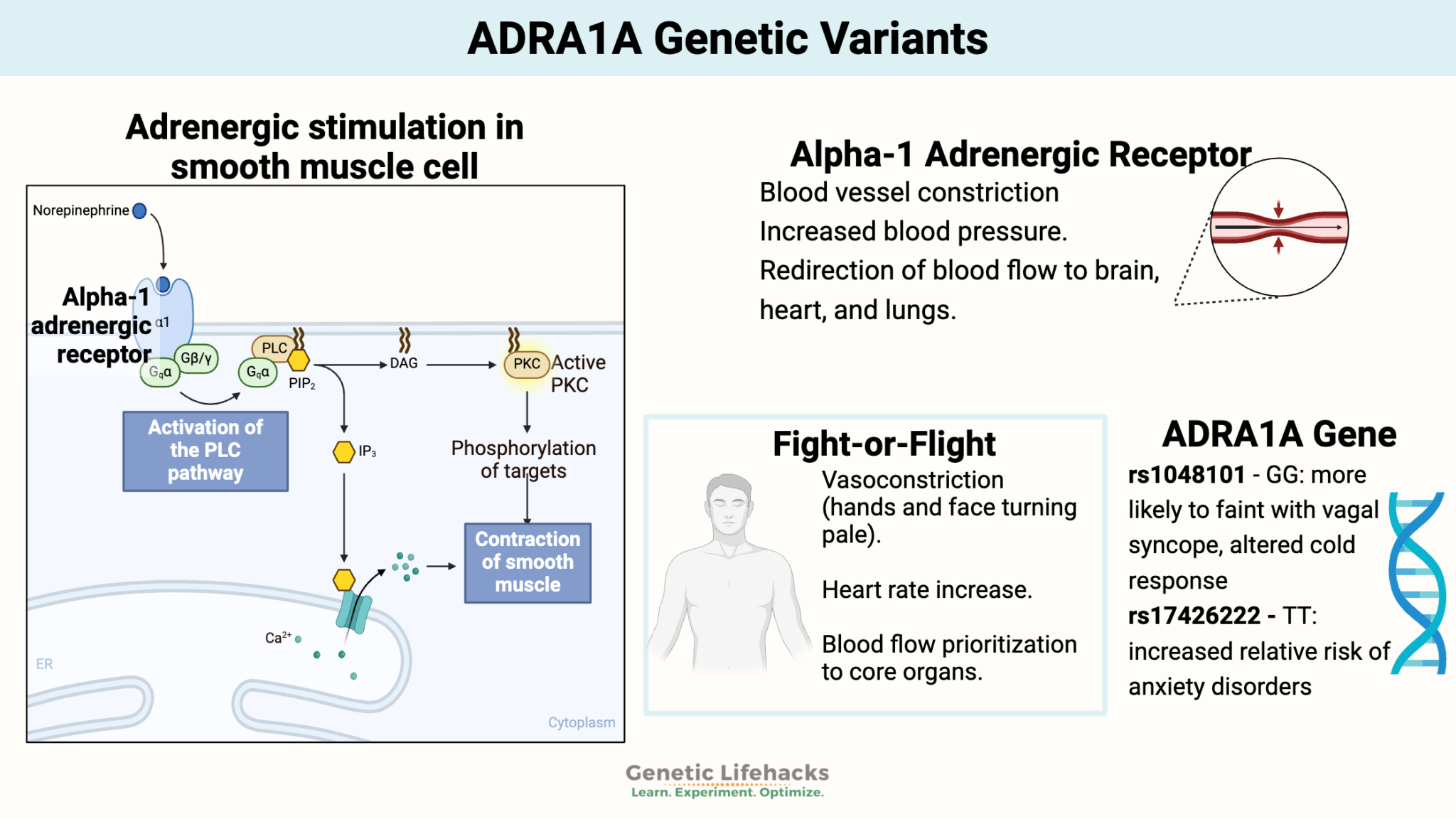 ADRA1A Receptors: Blood Vessel Reactions Under Stress