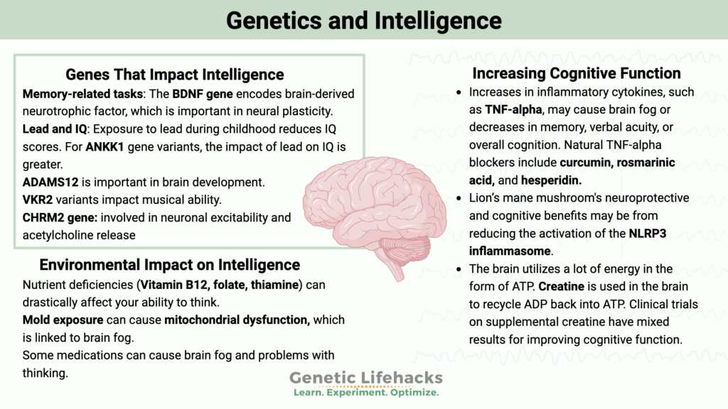 Genetics and Intelligence: IQ-Influencing Genes and Paths to Optimization