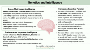 Genetics and Intelligence: IQ-Influencing Genes and Paths to Optimization