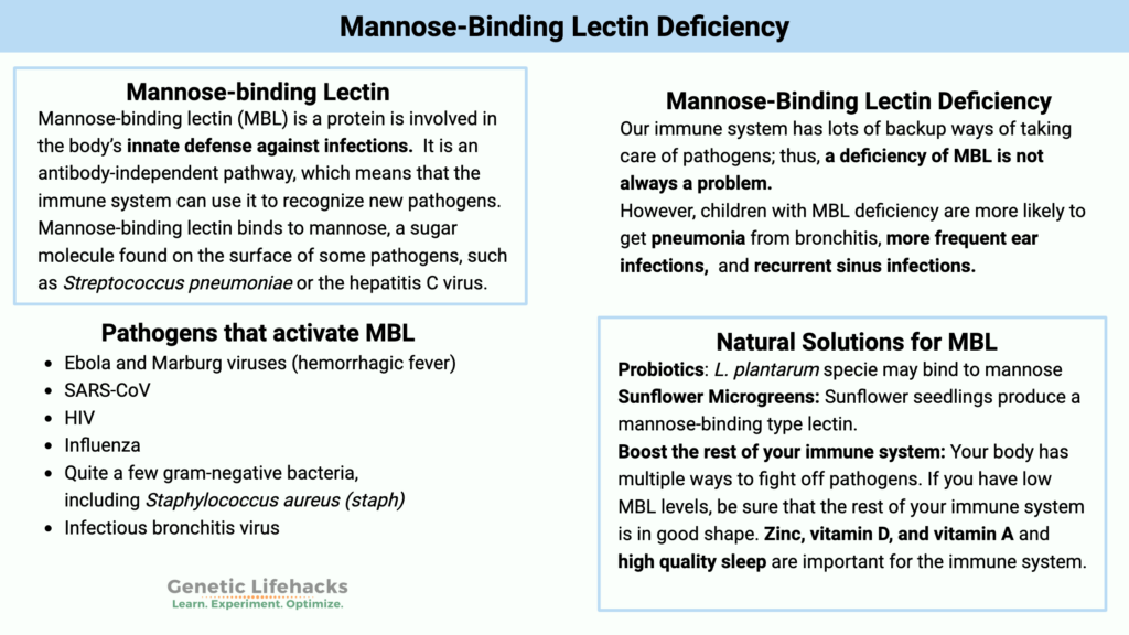 Genetics Of Mannose Binding Lectin Deficiency