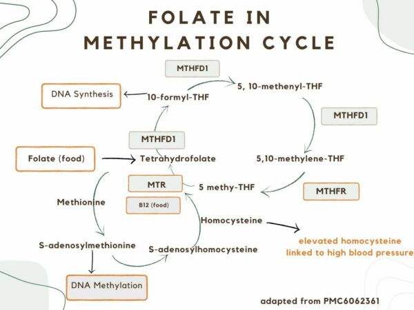 Blood Pressure, MTHFR, and Riboflavin
