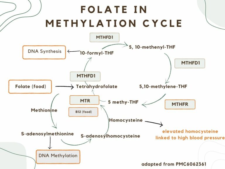 Blood Pressure, MTHFR, and Riboflavin