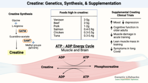 Creatine: Boosting Muscles and Increasing Brain Power