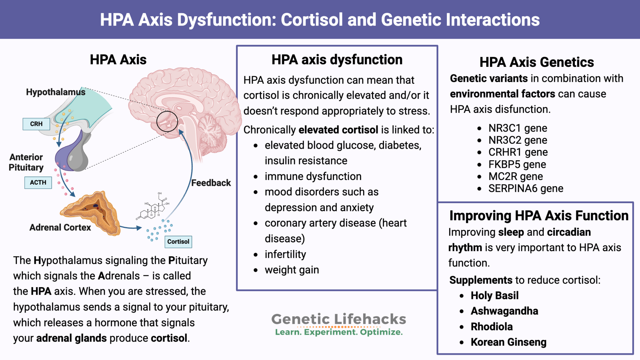 HPA Axis Dysfunction: Understanding Cortisol and Genetic Interactions - Genetic Lifehacks