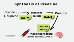 Creatine: Boosting Muscles and Increasing Brain Power