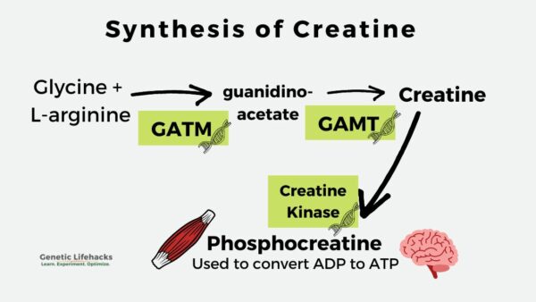 Creatine: Boosting Muscles and Increasing Brain Power