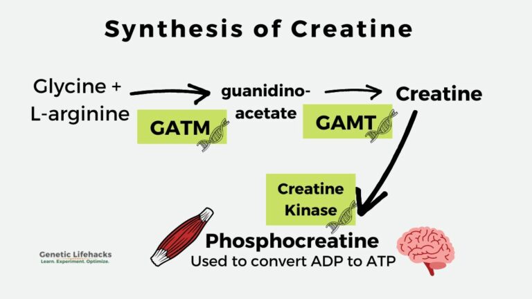 Creatine: Boosting Muscles and Increasing Brain Power