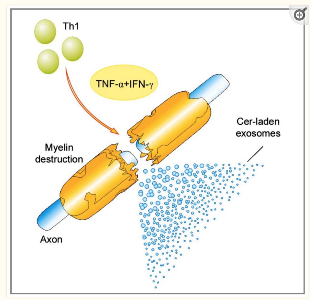 Multiple Sclerosis: Genetic Factors and Susceptibility to MS
