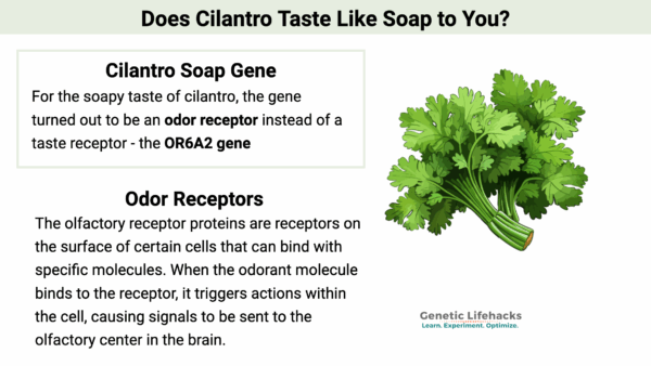 Does Cilantro Taste like Soap to You?