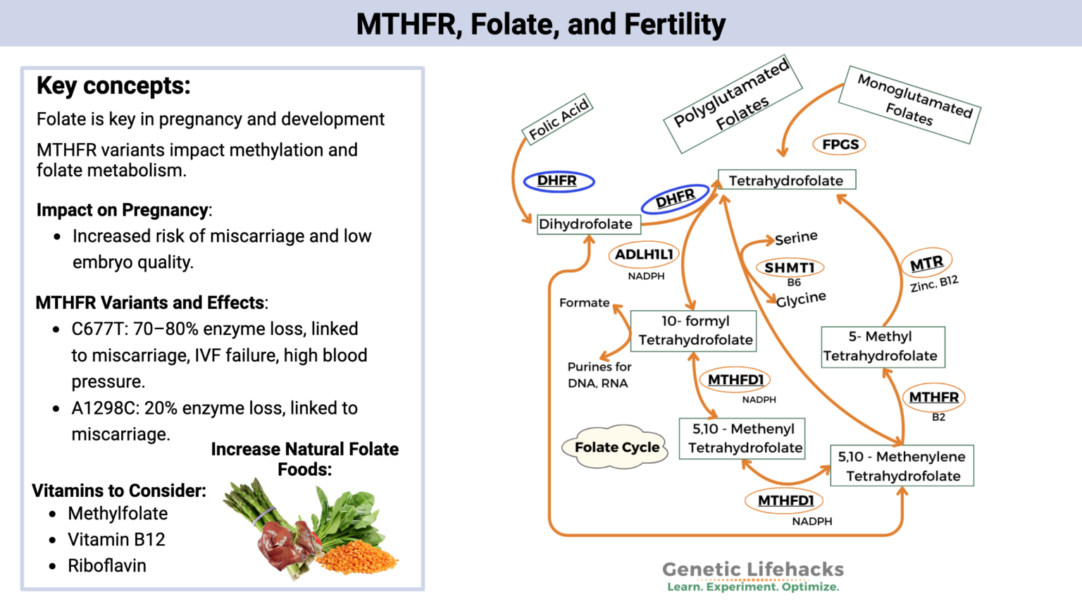 Methylation Cycle Articles and Genes - Genetic Lifehacks