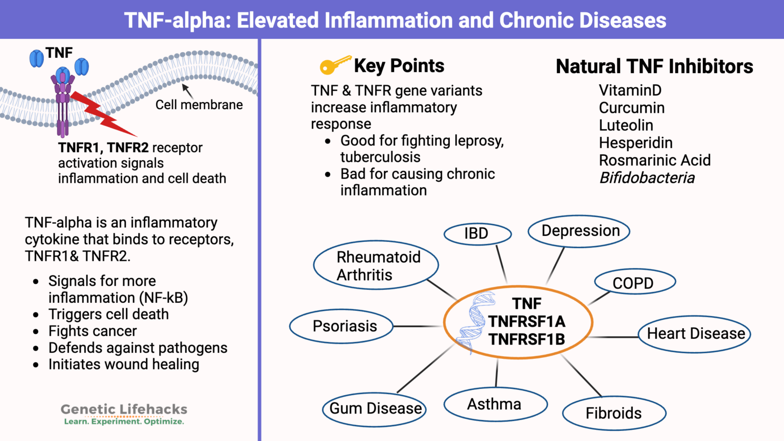 TNF-alpha: Inflammation, Chronic Diseases, and Genetic Susceptibility