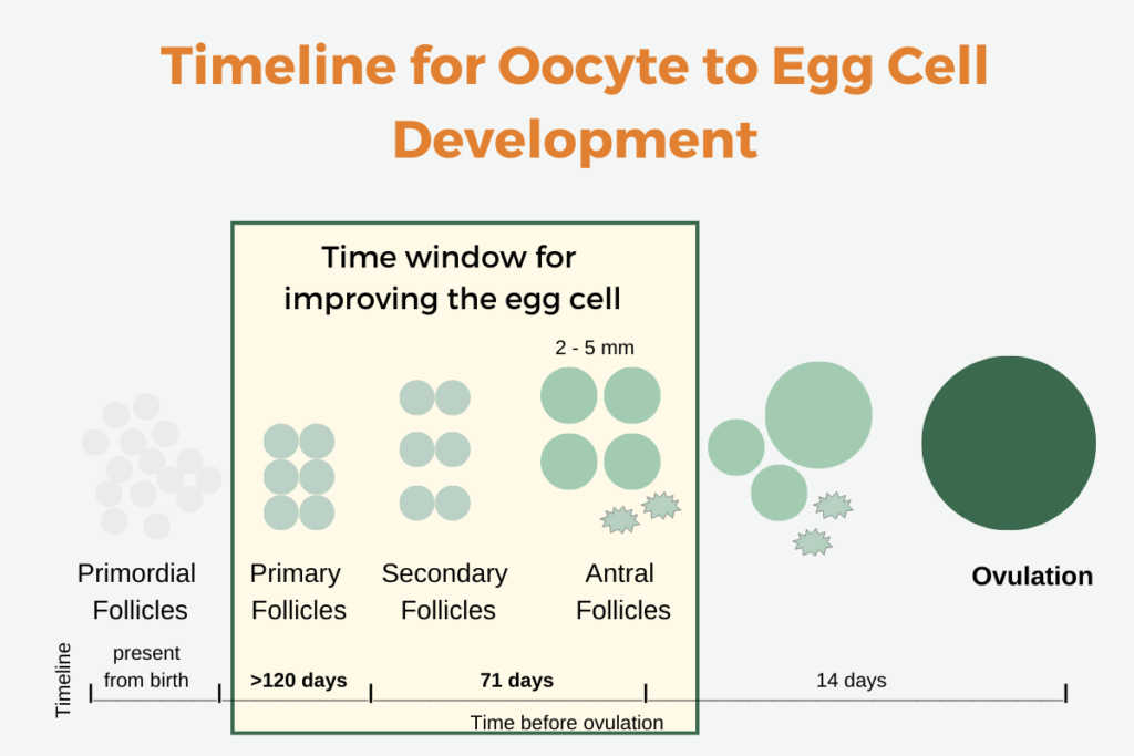 Trying to get pregnant? Targeted Approaches to Improving Egg Quality