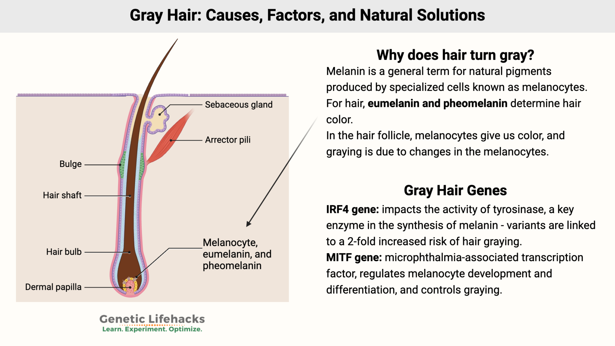 The Genetics Behind Gray Hair: Causes, Factors, and Natural Solutions