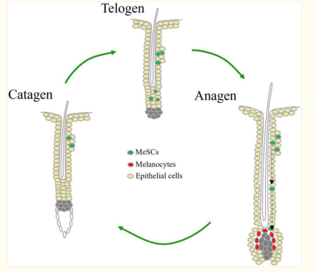 The Genetics Behind Gray Hair: Causes, Factors, and Natural Solutions
