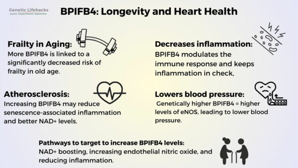 BPIFB4 Gene: Linked to Longevity and Heart Health