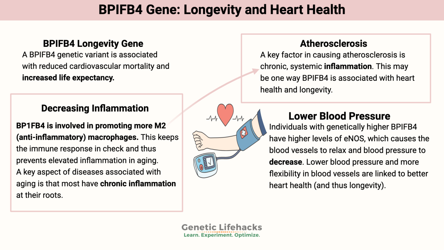 Longevity & Healthspan articles - Genetic Lifehacks
