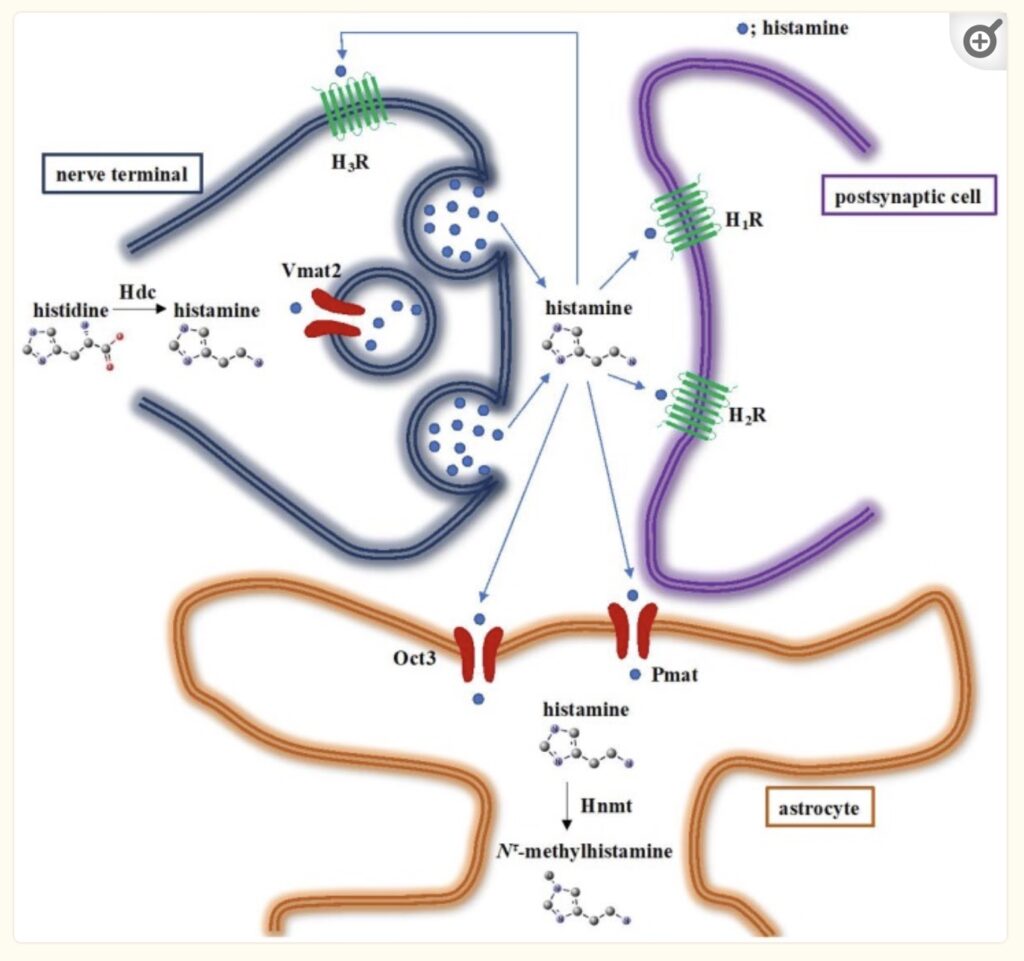 ADHD: Causes, Neurochemistry, and How to Check Your Genetic Raw Data