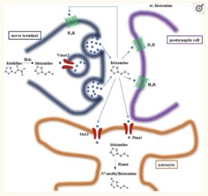 ADHD: Causes, Neurochemistry, and How to Check Your Genetic Raw Data