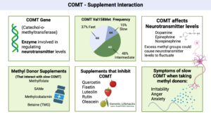 COMT: How to Optimize Your Supplements for Your COMT Genotype
