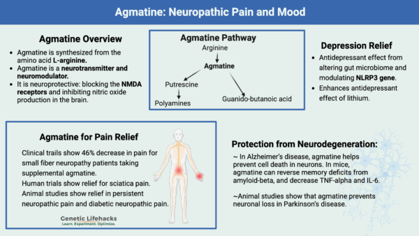 Agmatine: Neuropathic pain and mood