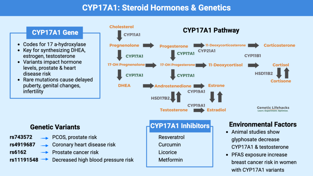 CYP17A1: Steroid Hormone Production (Testosterone, Estrogen, and DHEA)