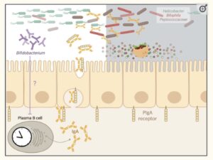 Low IgA and Selective IgA Deficiency