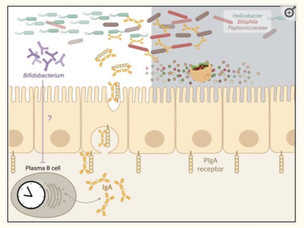Low IgA and Selective IgA Deficiency