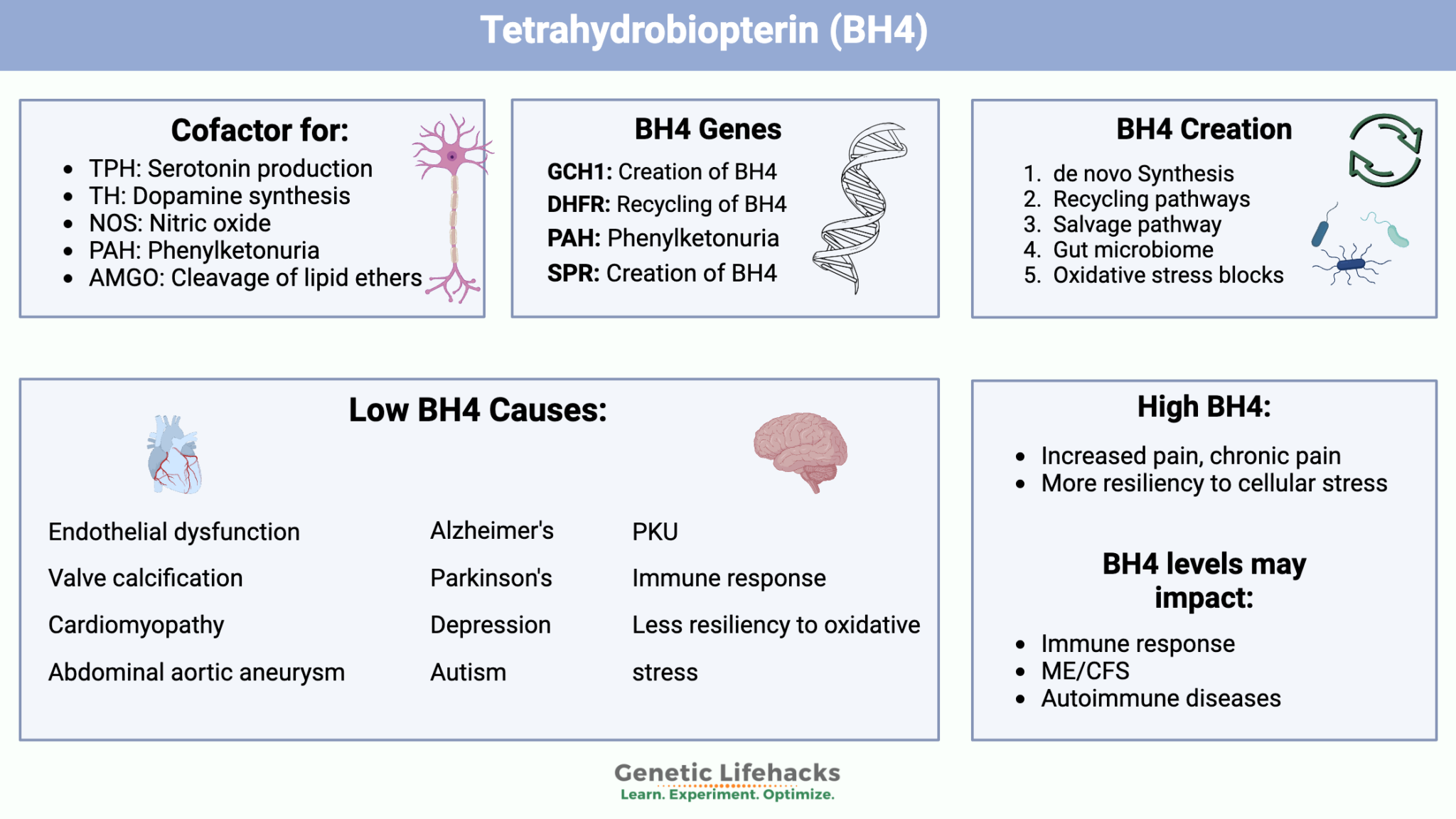 BH4: Tetrahydrobiopterin Synthesis, Recycling, and Genetic SNPs