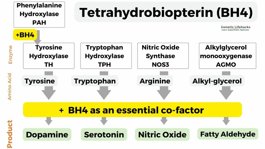 BH4: Tetrahydrobiopterin Synthesis, Recycling, and Genetic SNPs