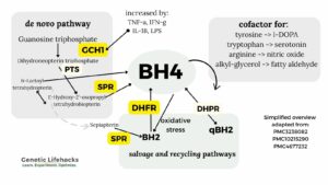 BH4: Tetrahydrobiopterin Synthesis, Recycling, and Genetic SNPs