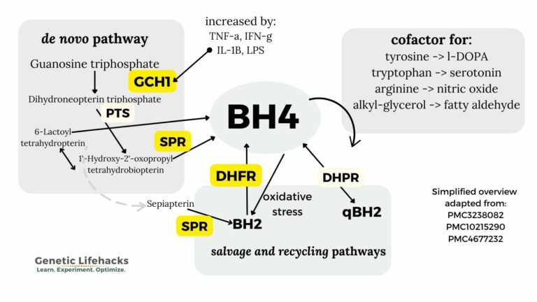 BH4: Tetrahydrobiopterin Synthesis, Recycling, and Genetic SNPs