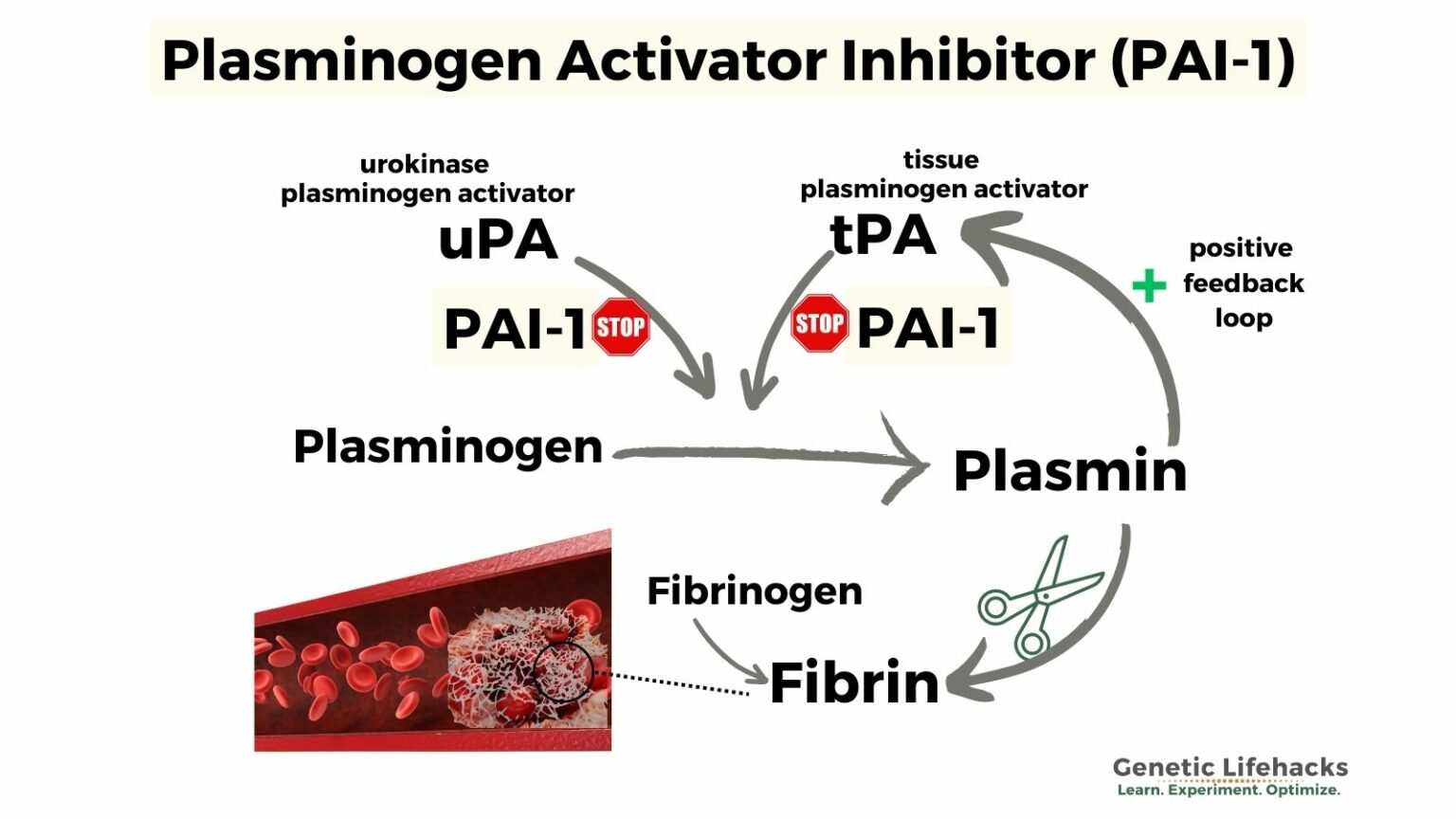 Plasminogen Activator Inhibitor-1 (PAI-1): Regulator of Clotting