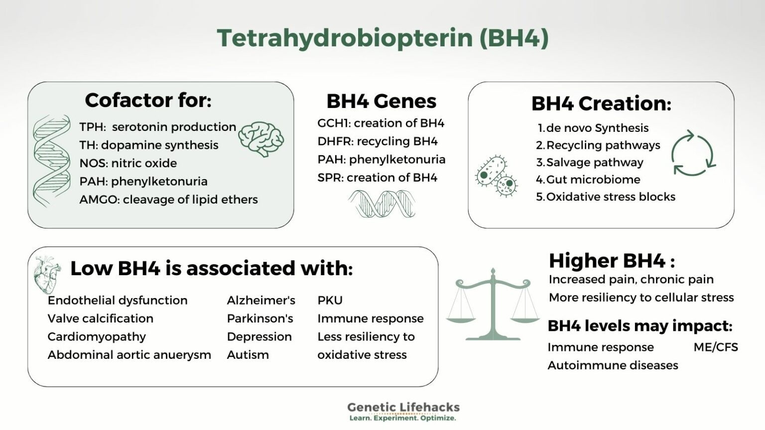 BH4: Tetrahydrobiopterin Synthesis, Recycling, and Genetic SNPs
