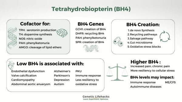 BH4: Tetrahydrobiopterin Synthesis, Recycling, and Genetic SNPs