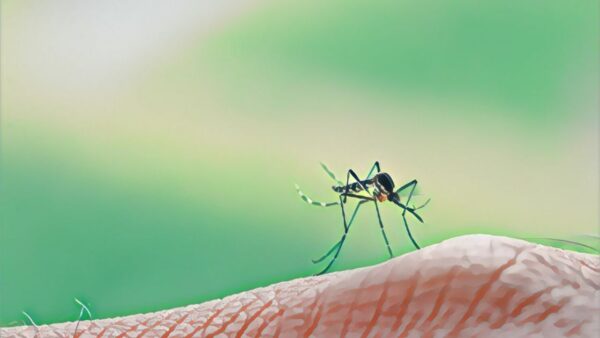 Mosquito Bite Genes: Are you a mosquito magnet?