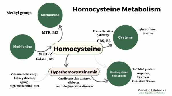 Homocysteine: Genetics and Solutions