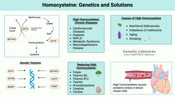 Homocysteine: Genetics, High Homocysteine Levels, and Solutions